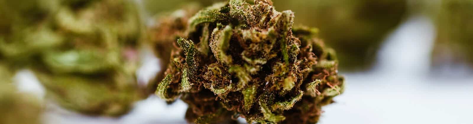 Cali Weed: Ein Blick auf die berühmtesten Sorten